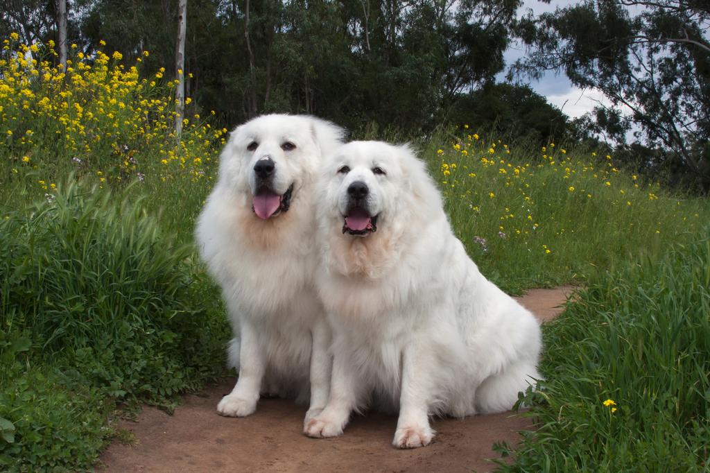 Great Pyrenees: The Gentle Giant