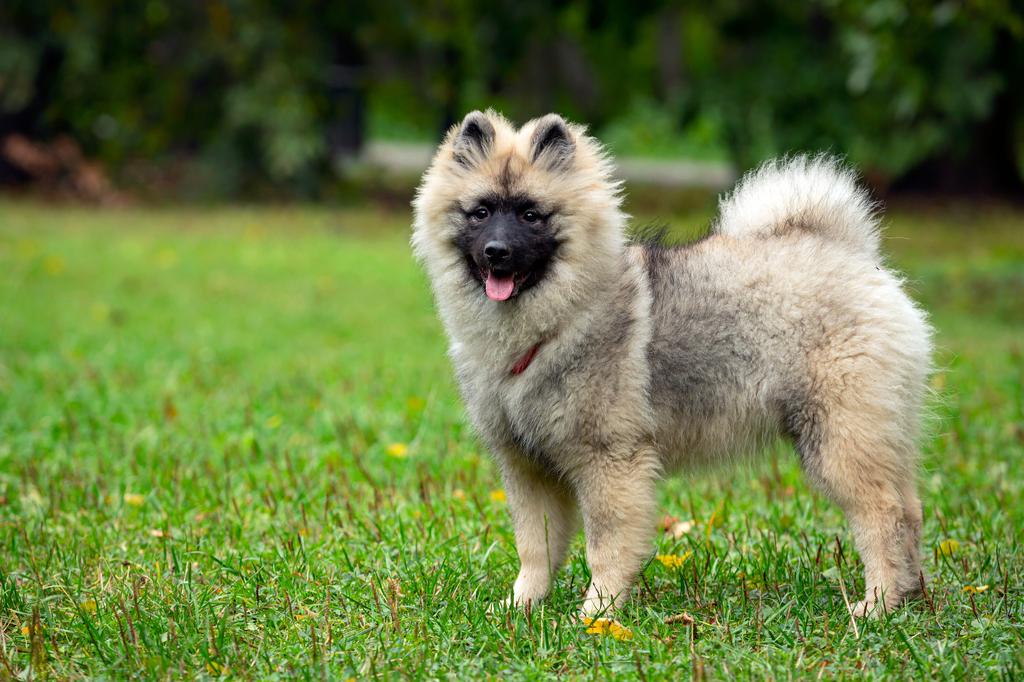 Keeshond: The Watchful and Friendly "Dutch Barge Dog"
