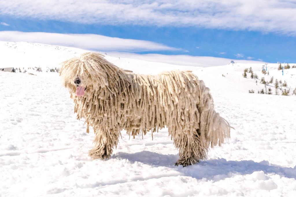 Komondor: The Unique Guardian with a Corded Coat