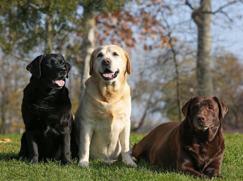 Labrador Retriever: The Affable and Versatile Labrador Retriever