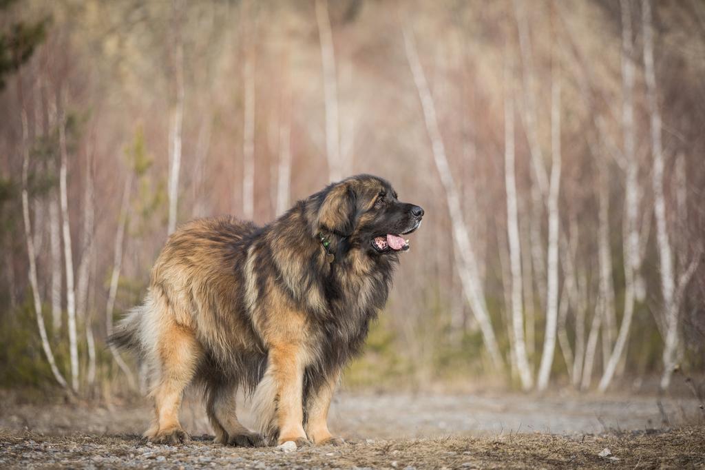 Leonberger: The Gentle Giant: Leonberger