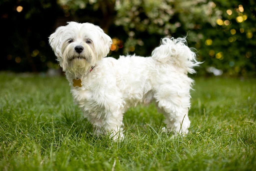 Maltese: A Regal and Charming Toy Breed