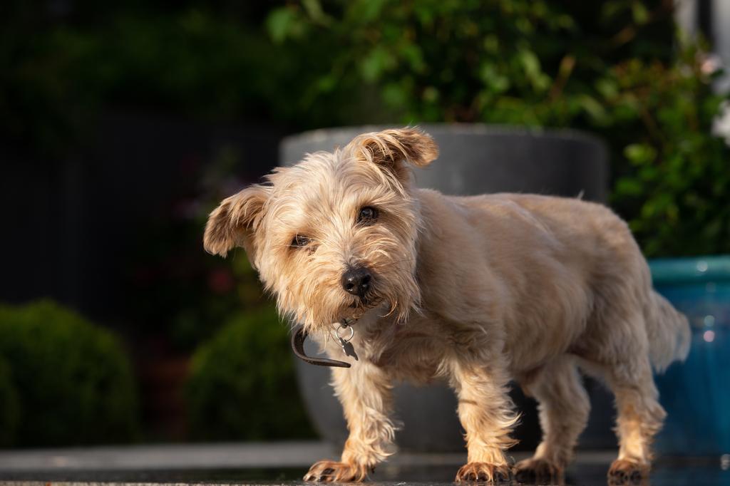 Norfolk Terriers: A Tenacious and Affectionate Breed
