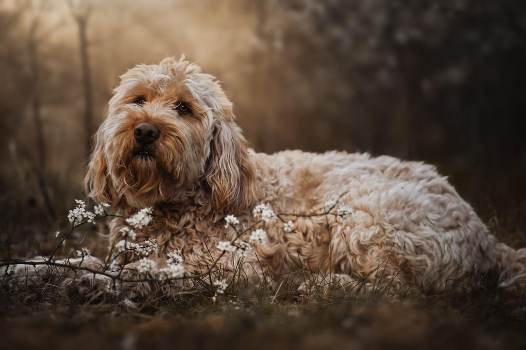 Otterhound: A Unique and Distinguished Breed