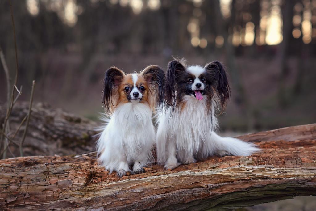 Papillon: A Tiny Breed with a Grand Personality