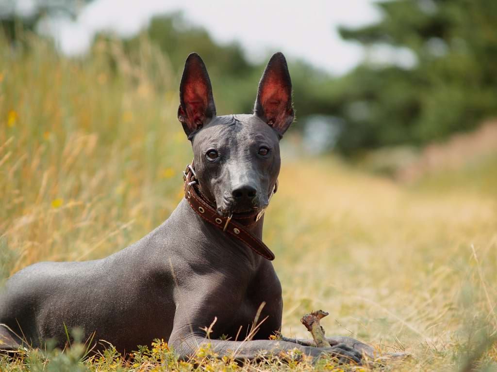 Xoloitzcuintli: A Fascinating and Unique Breed