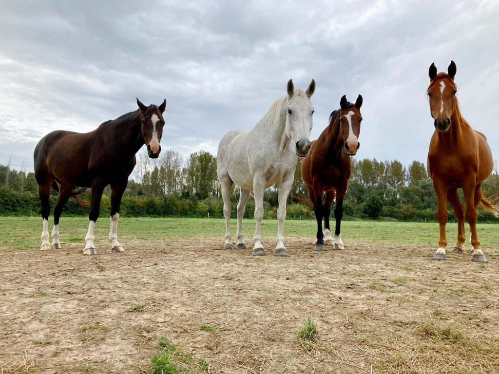 Fokkerij De Léau | Hof ter Leeuwe