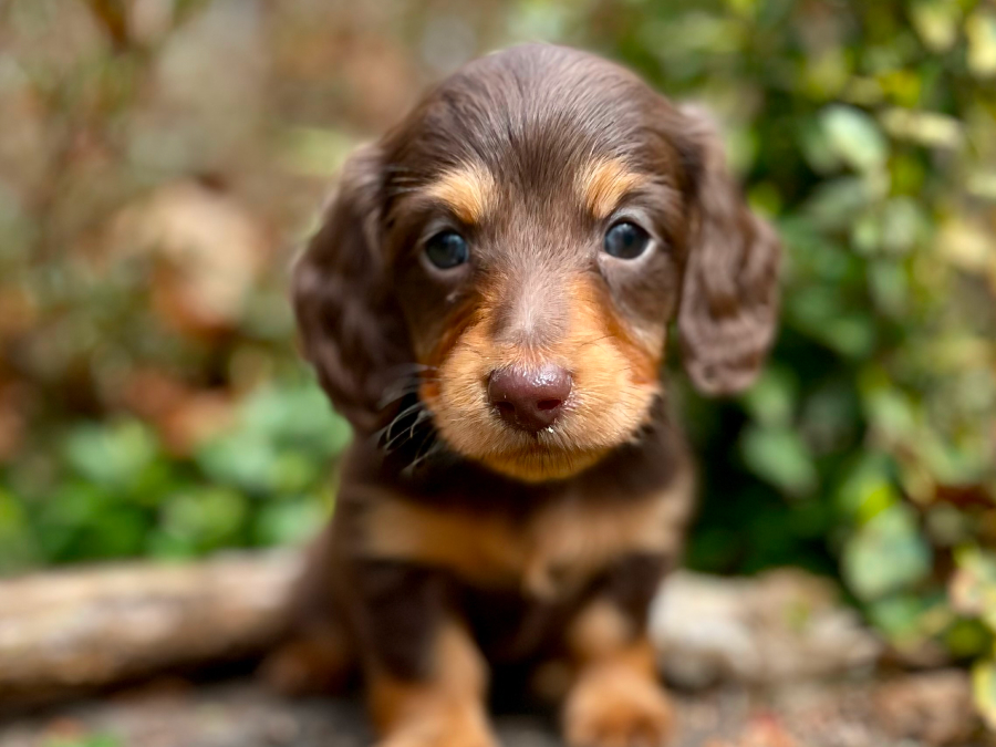 Home | Lion's Gate Dachshunds