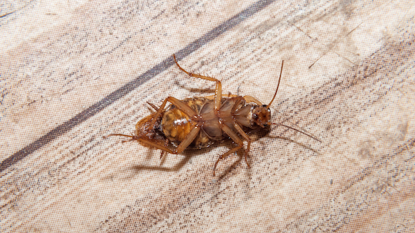 Pest Control in Philadelphia | Sleep-Easy Pest Solutions