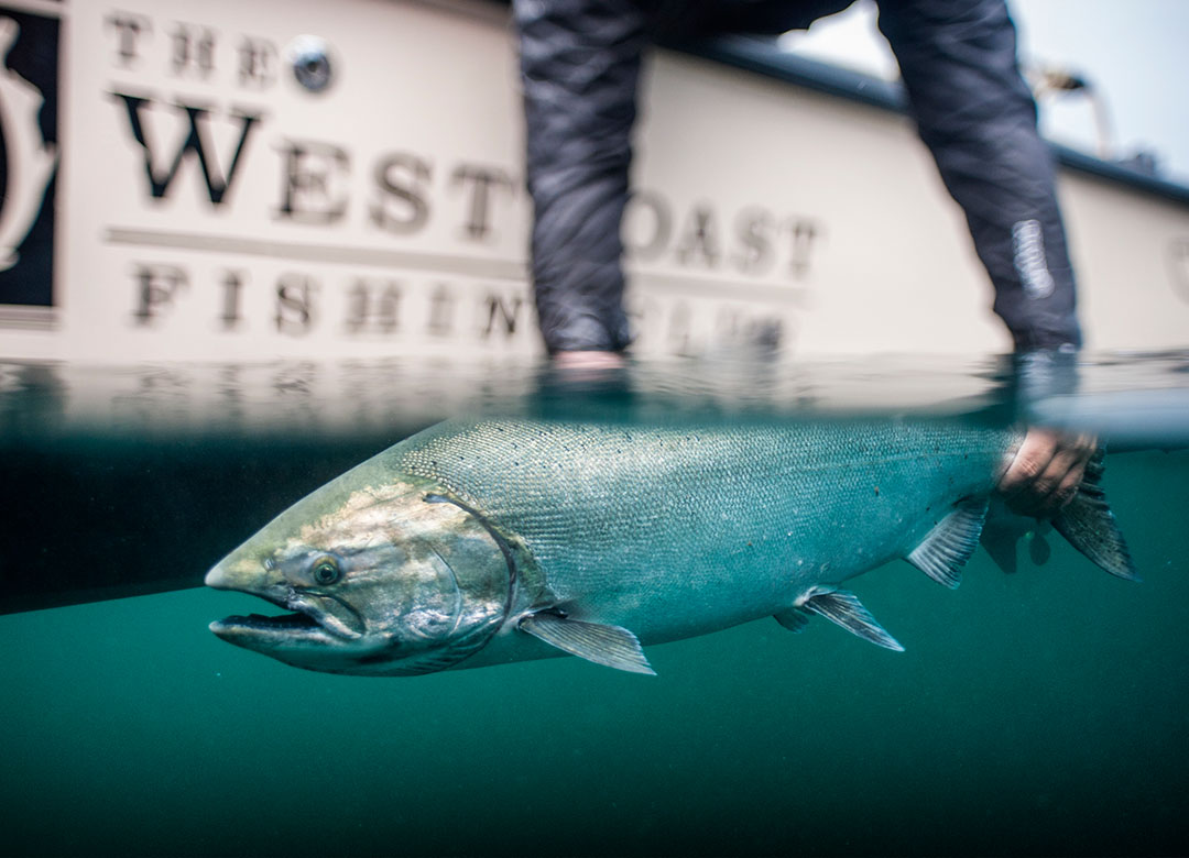 The Best Salmon & Halibut Fishing | West Coast Fishing Club