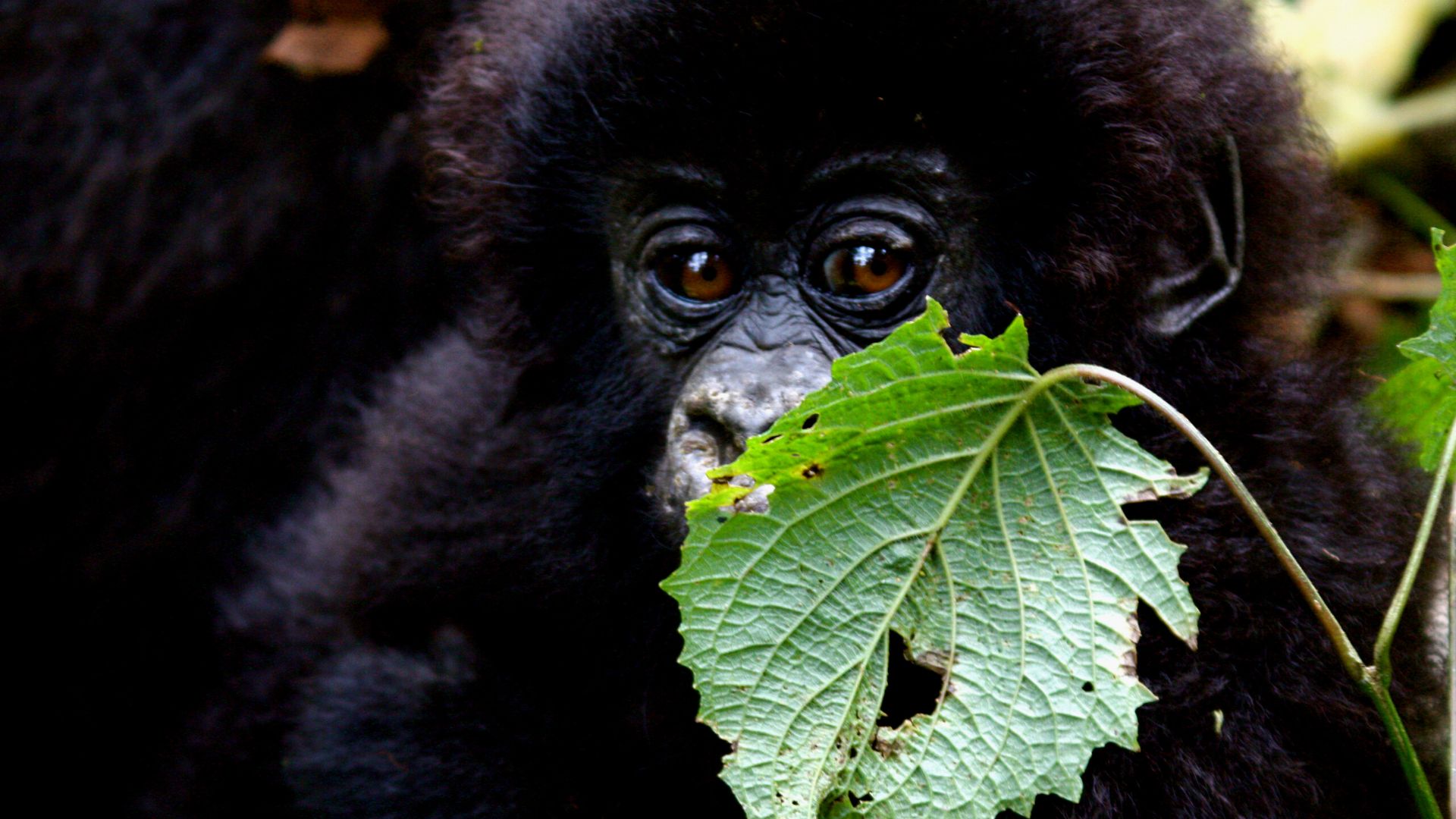 The Explorer Society | Uganda or Rwanda