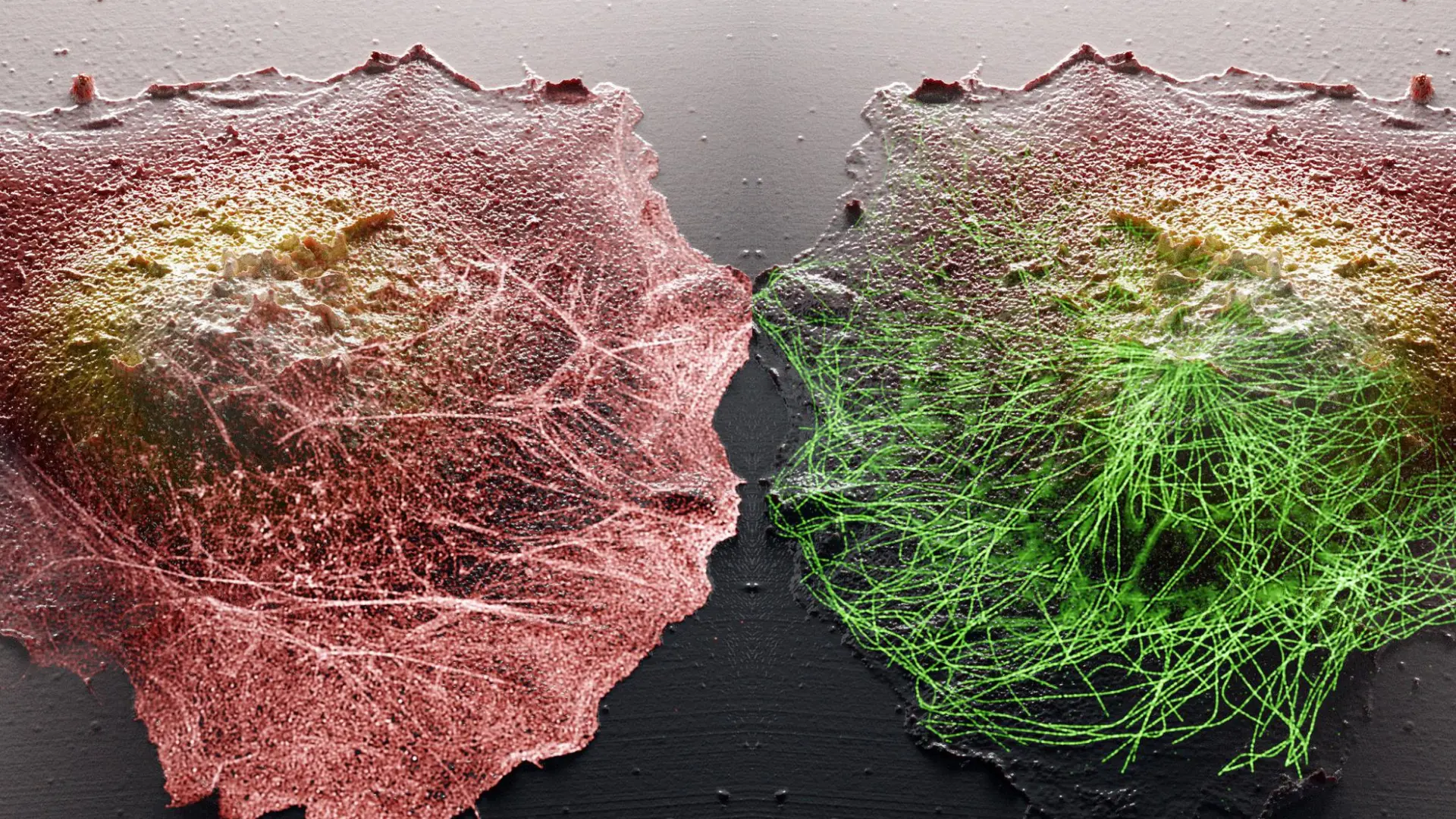 Imaging Collaborative Grants - Fuelling Innovation at EPFL Imaging Collaborative Grants - Fuelling Innovation at EPFL