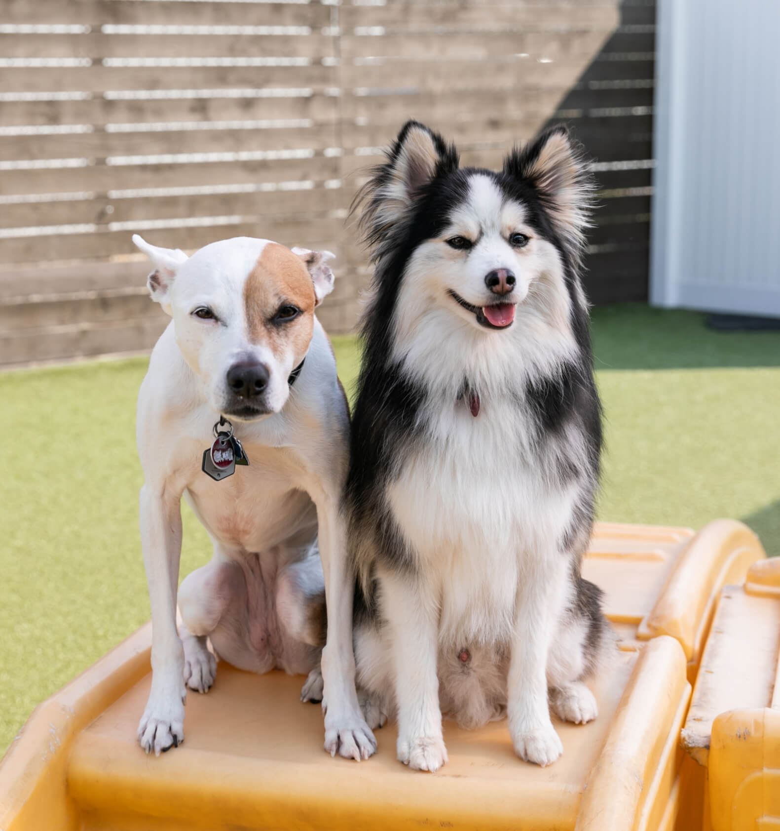 Join Downtown Dog Lounge | Register Today!