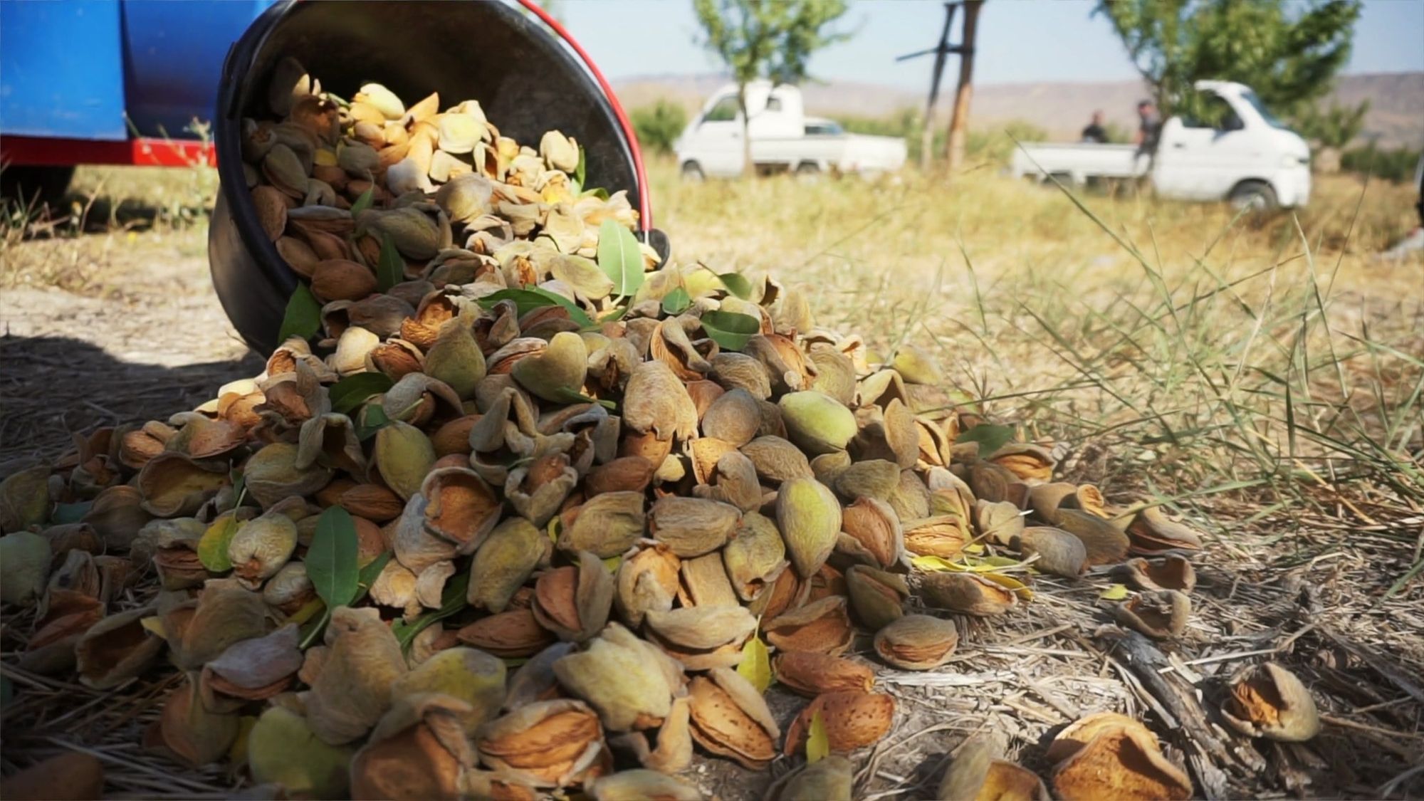 Nuts Incorporated Products - View all