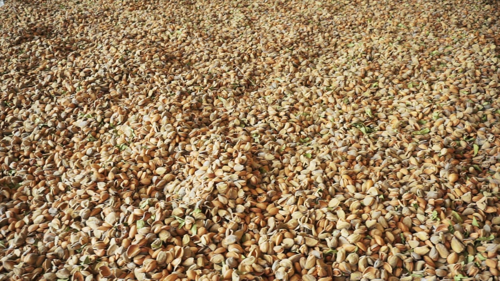 Nuts Incorporated Products - View all