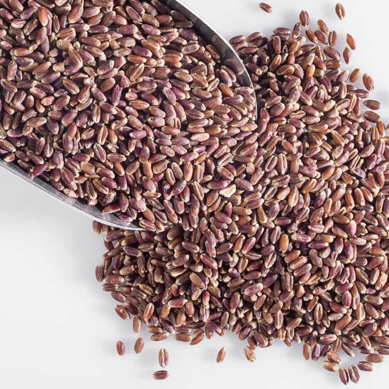 Purple Wheat a.k.a. AnthoGrain™ Wheat | InfraReady Products
