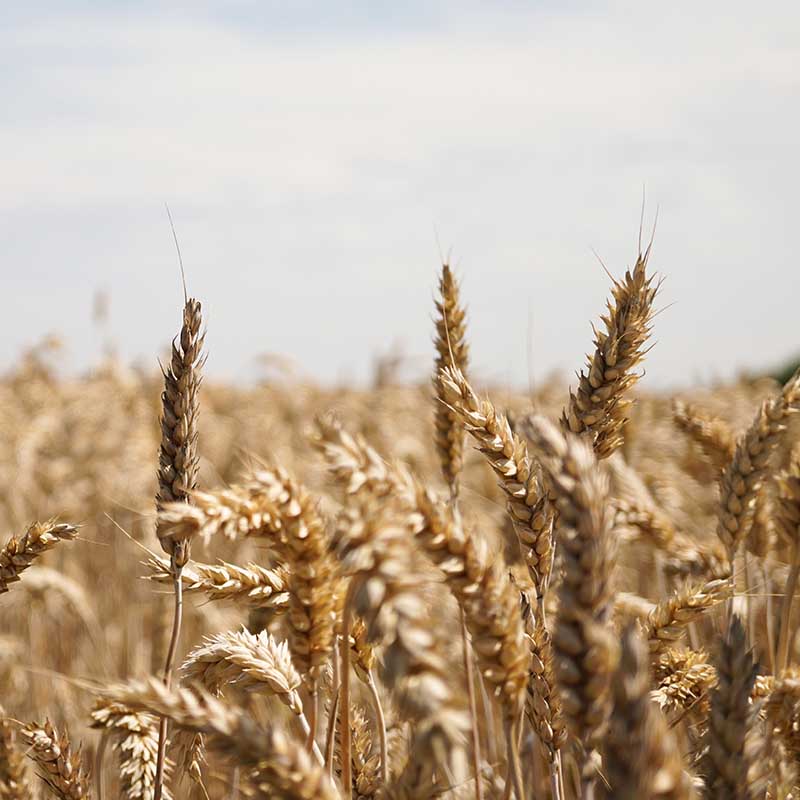 Triticale | InfraReady Products