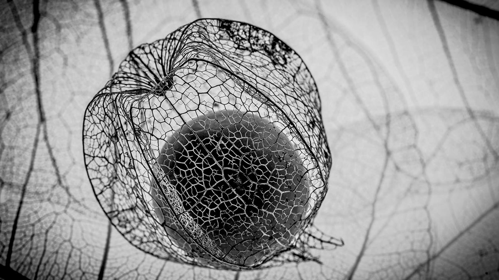 Why biomimicry is the ultimate designer