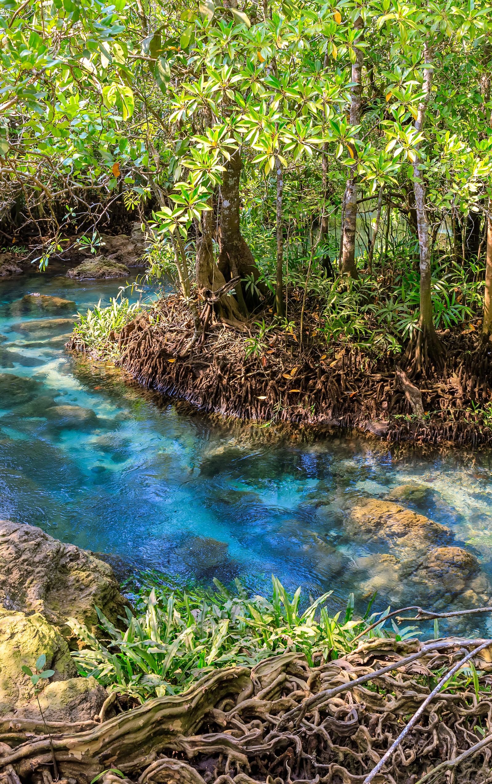 Terrer Lab | Climate + Ecology