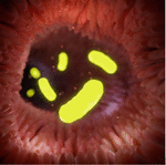 Publications | Terrer Lab MIT