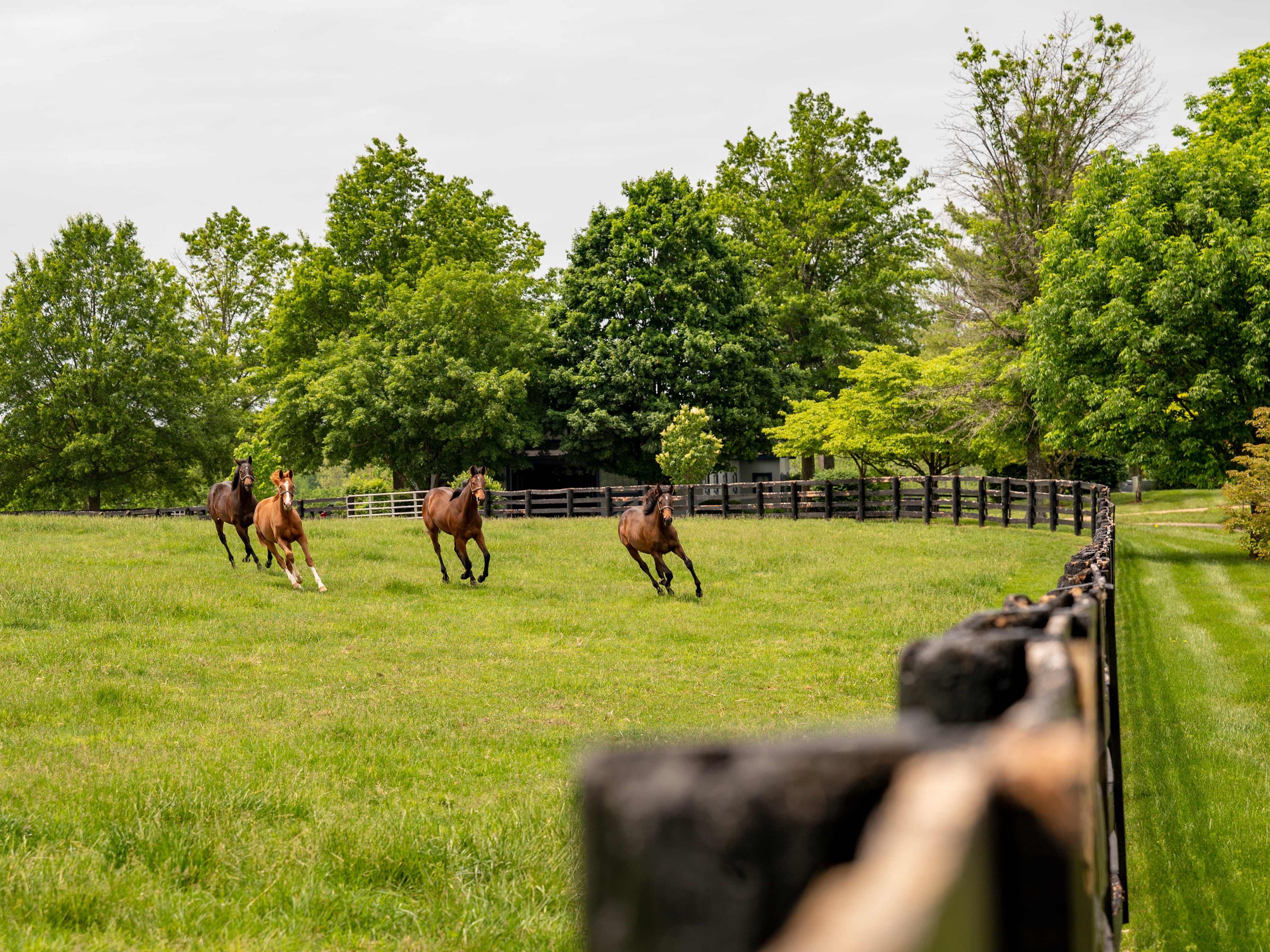 Visit Kentucky's Bluegrass Region — The Bluegrass Region's Equine Legacy