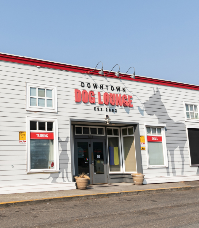 Downtown Dog Lounge | Top Pet Care in Seattle