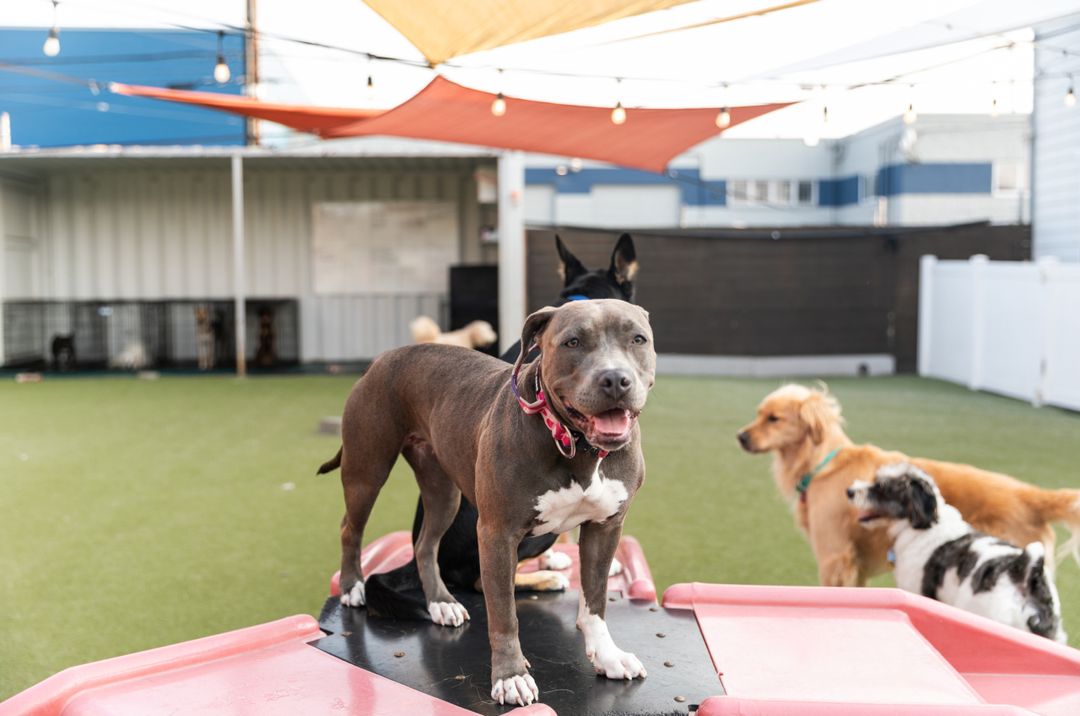 Downtown Dog Lounge | Top Pet Care in Seattle