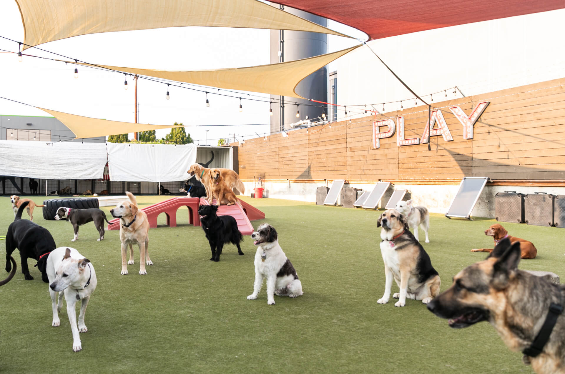 Ballard Location | Downtown Dog Lounge