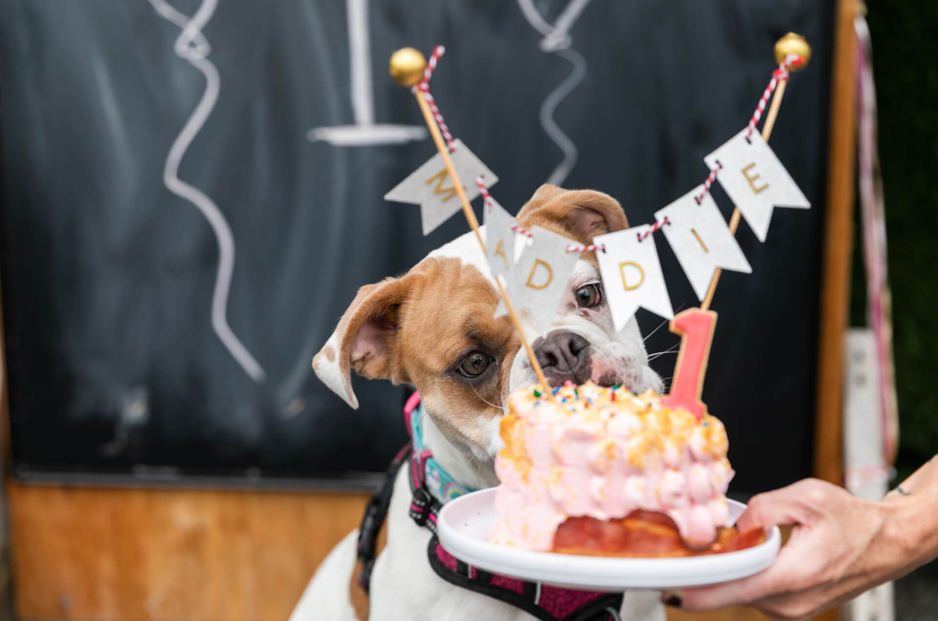 Dog Yard Bar | Downtown Dog Lounge