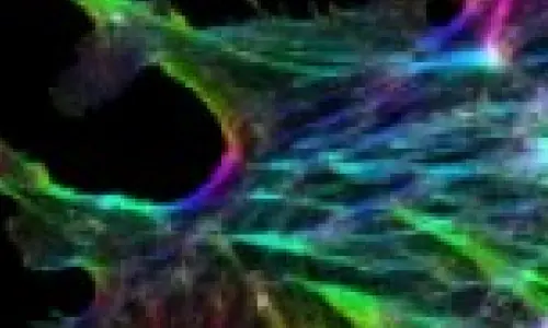 Imaging Tools & Resources for EPFL Scientists Imaging Tools & Resources for EPFL Scientists