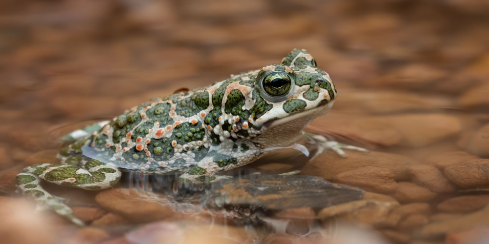 KALI'BIO | Études & conseils dans le domaine de la biodiversité