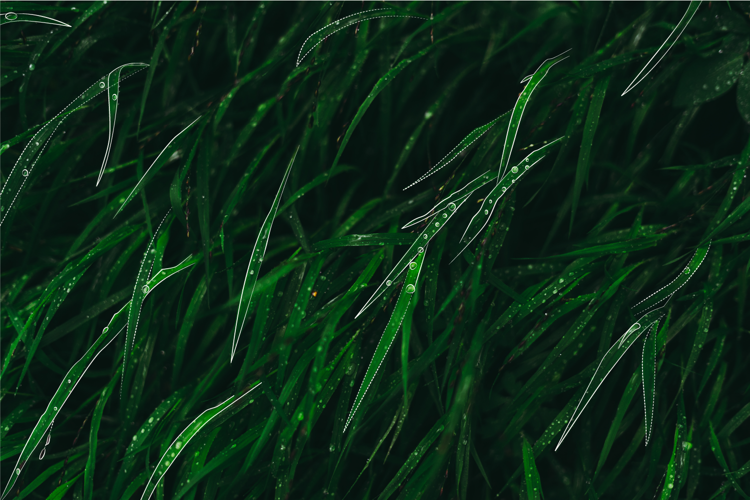 natcap — the nature intelligence company