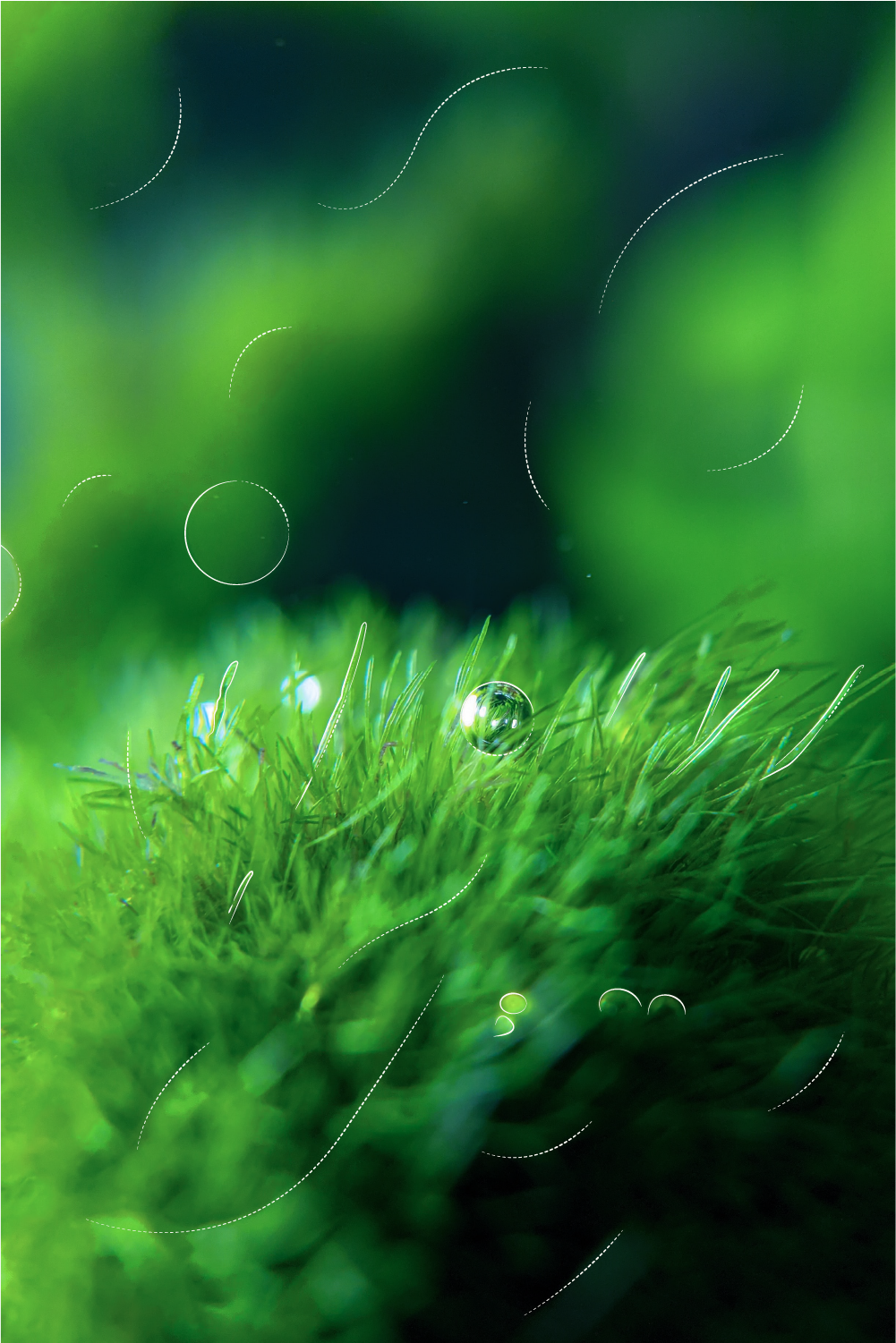 natcap — the nature intelligence company