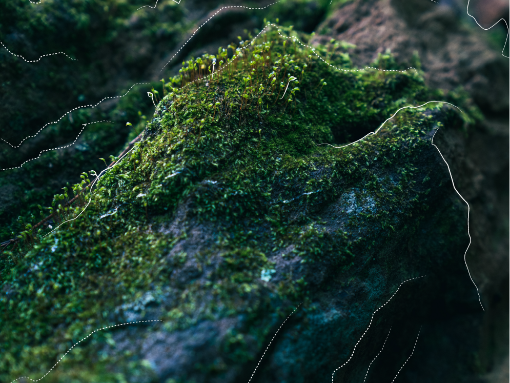 natcap — the nature intelligence company