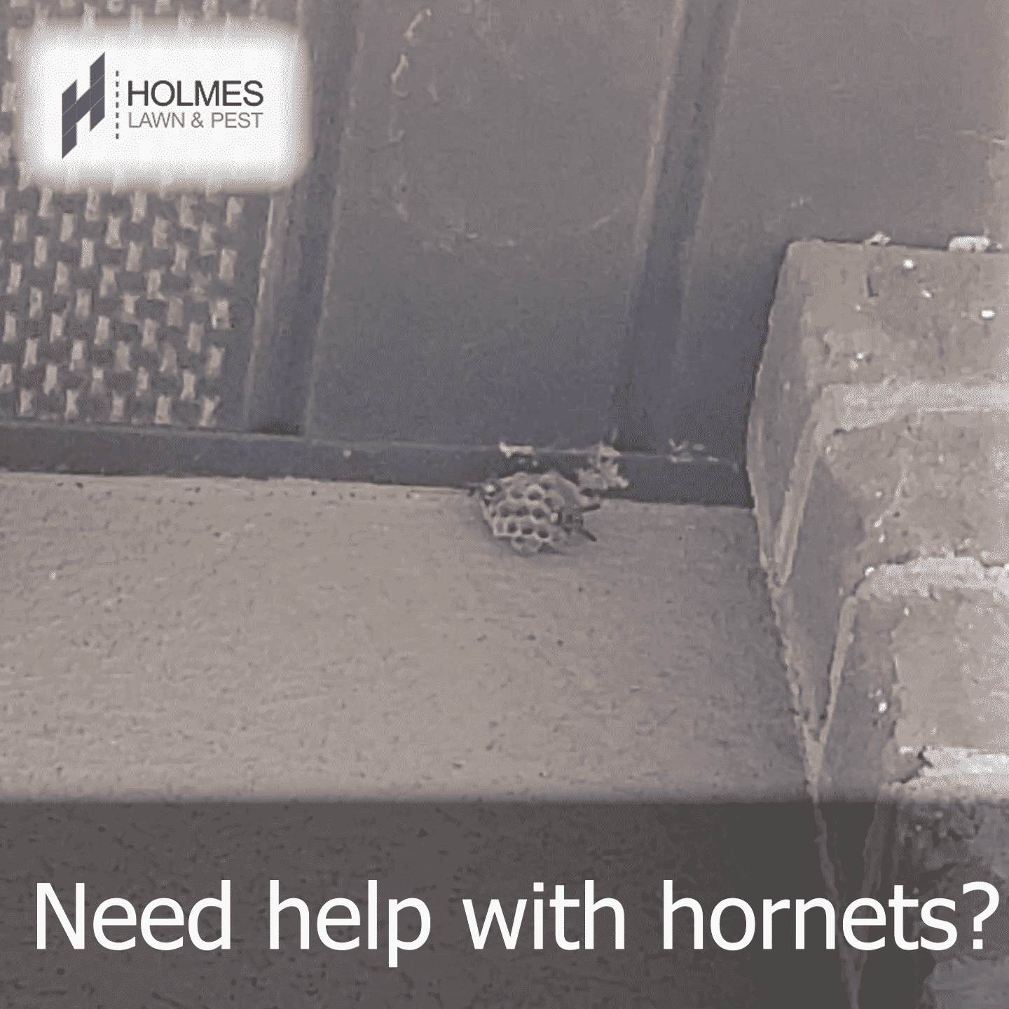 Need help with Hornets?