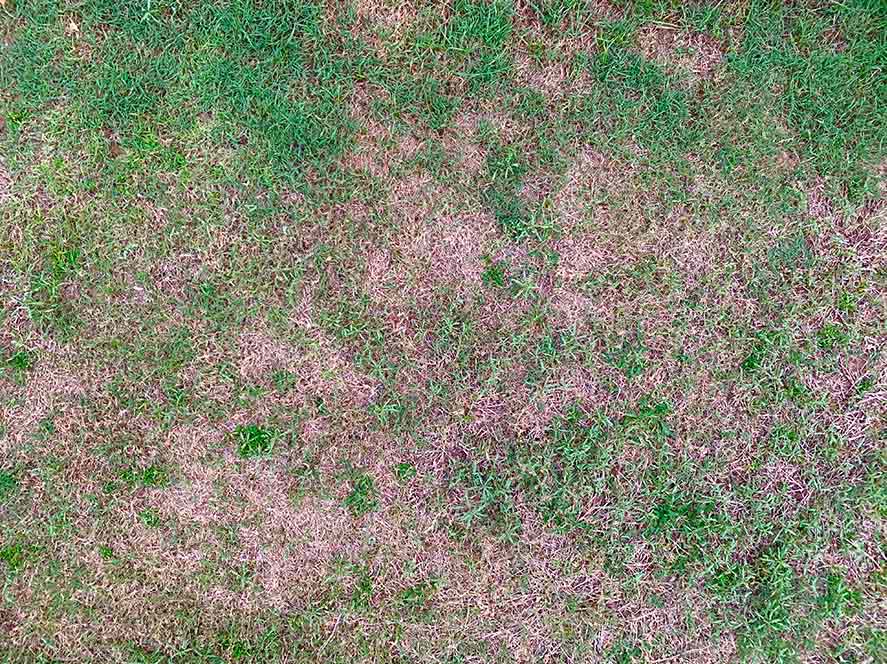 Check Your Lawn For These 8 Most Dangerous Lawn Diseases!