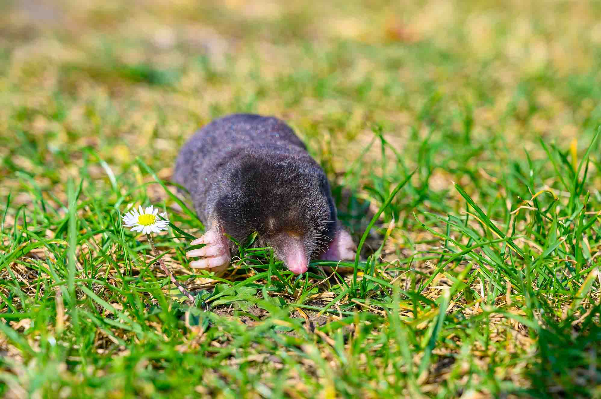 The Truth About Moles the-truth-about-moles