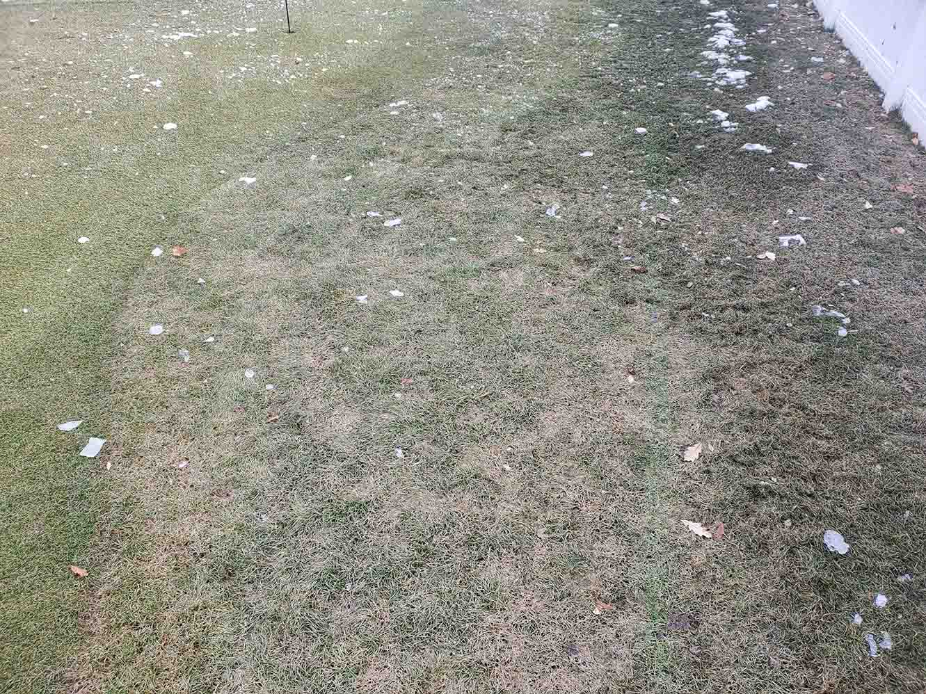What Is Snow Mold?