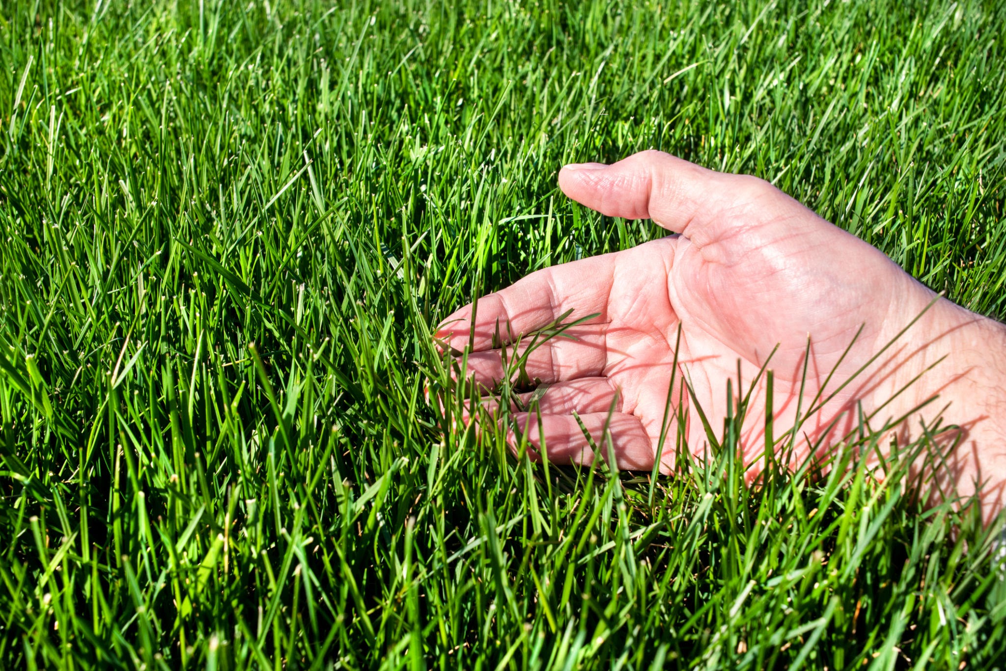 How Lawn Fertilization Affects Grass Growth Rates