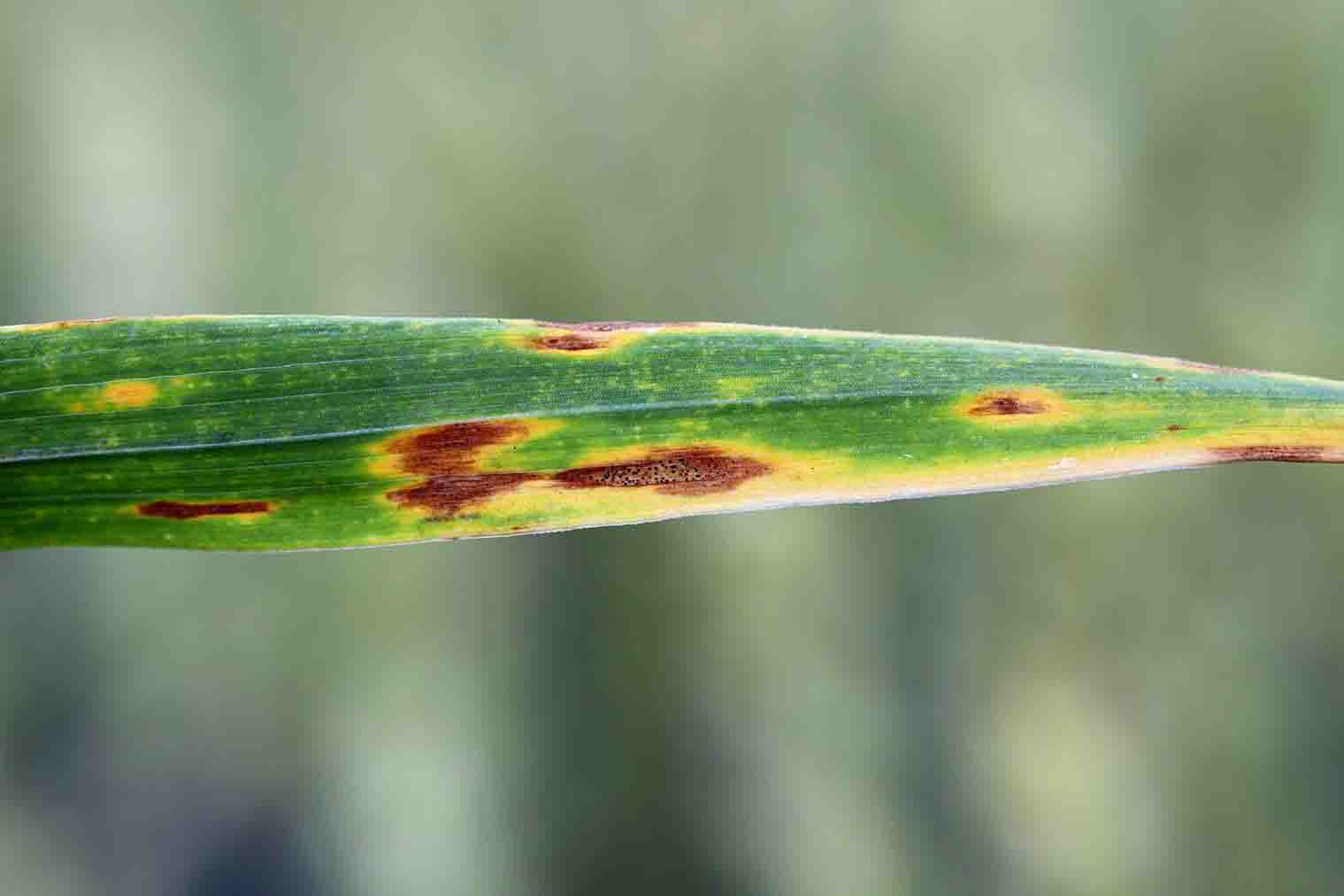 How To Identify & Treat Leaf Spot