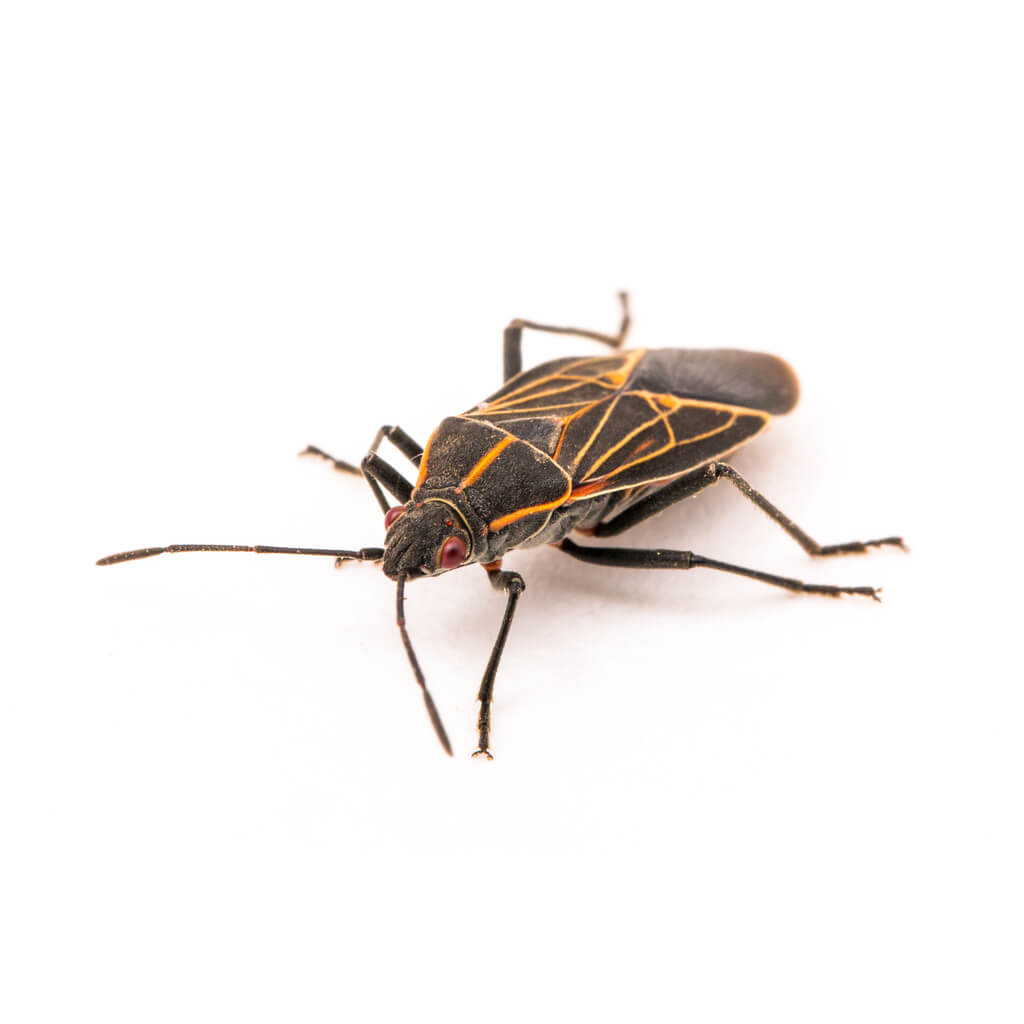 Highest Rated Pest Control in the Salt Lake Valley | Holmes Lawn & Pest