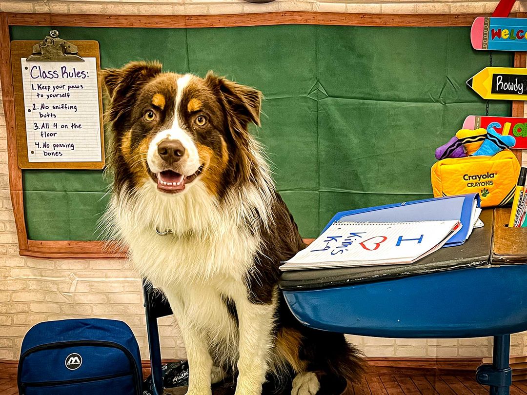 Personalized Training & Boarding in Grand Rapids – Kim's K9