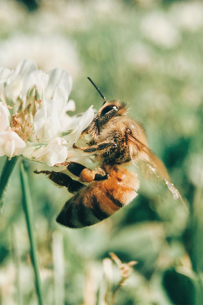 Sustainability - Appletree Developments