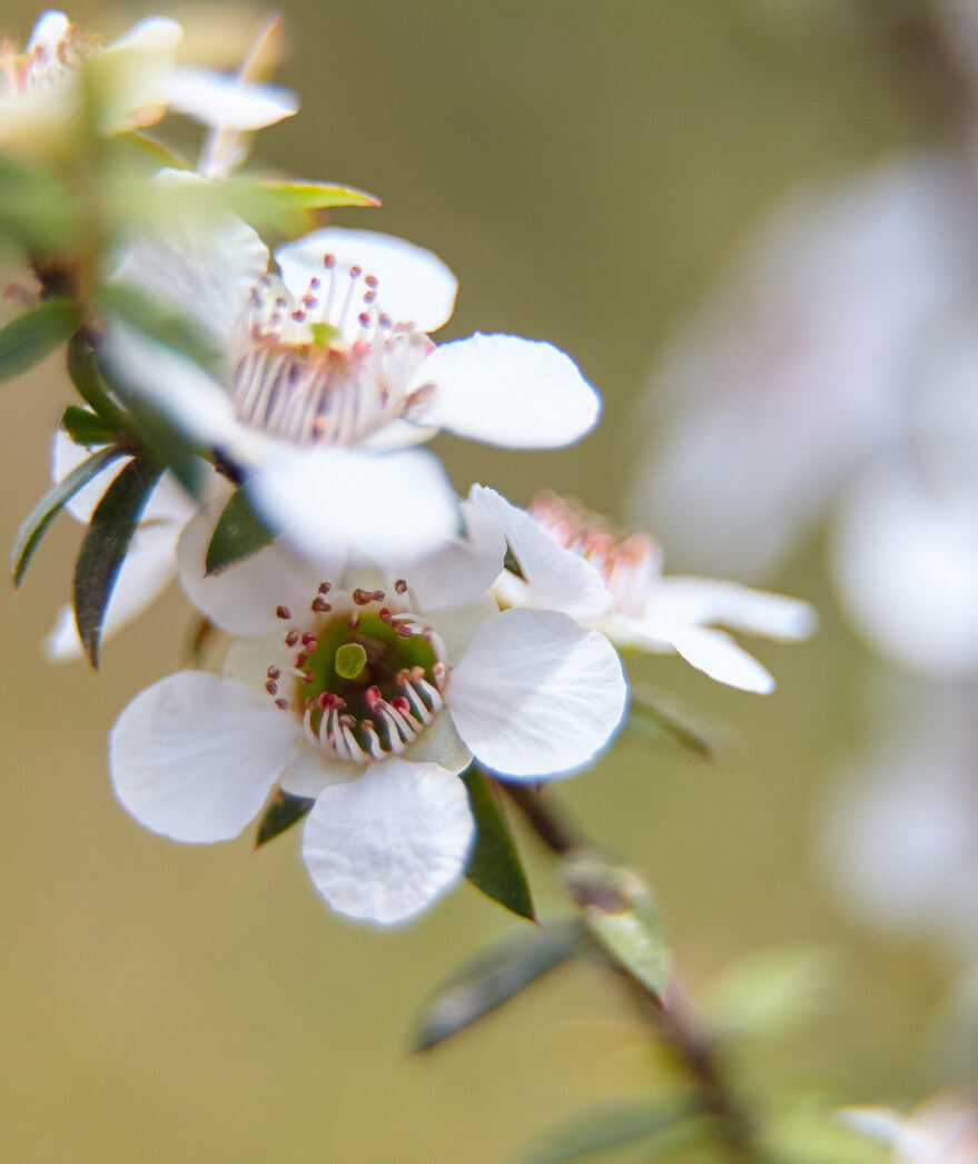 Science of Mānuka | Haddrell's
