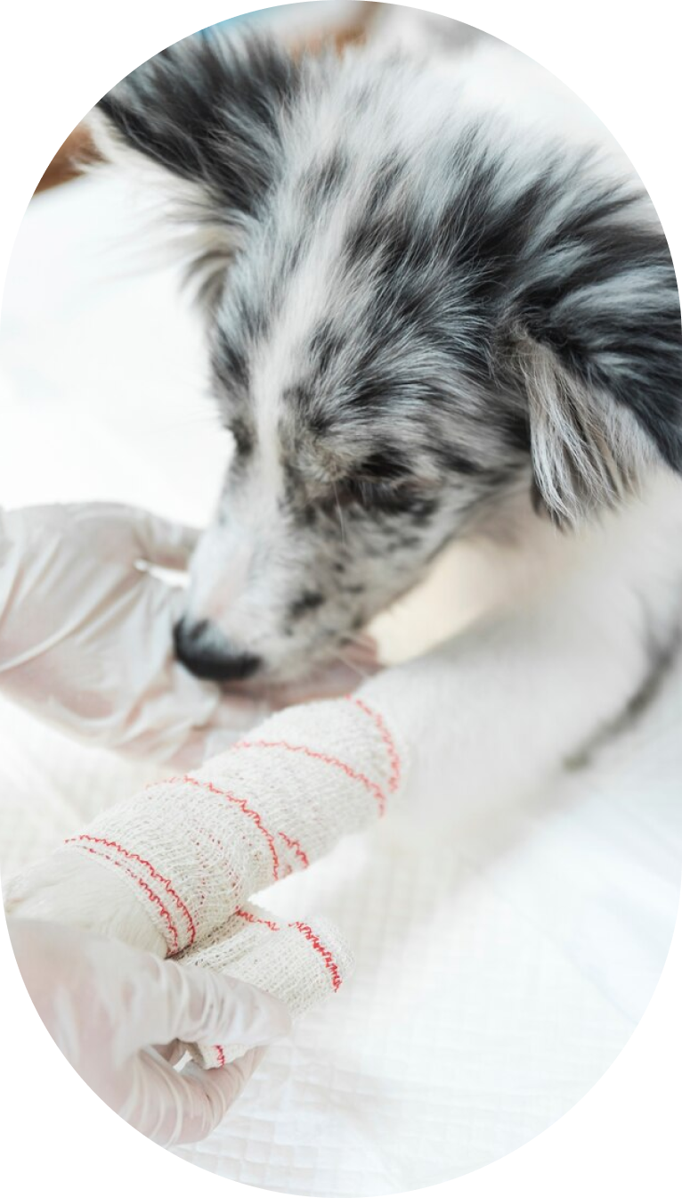 Top-Rated Blacktown TPLO Surgery | Greystanes Vet Clinic