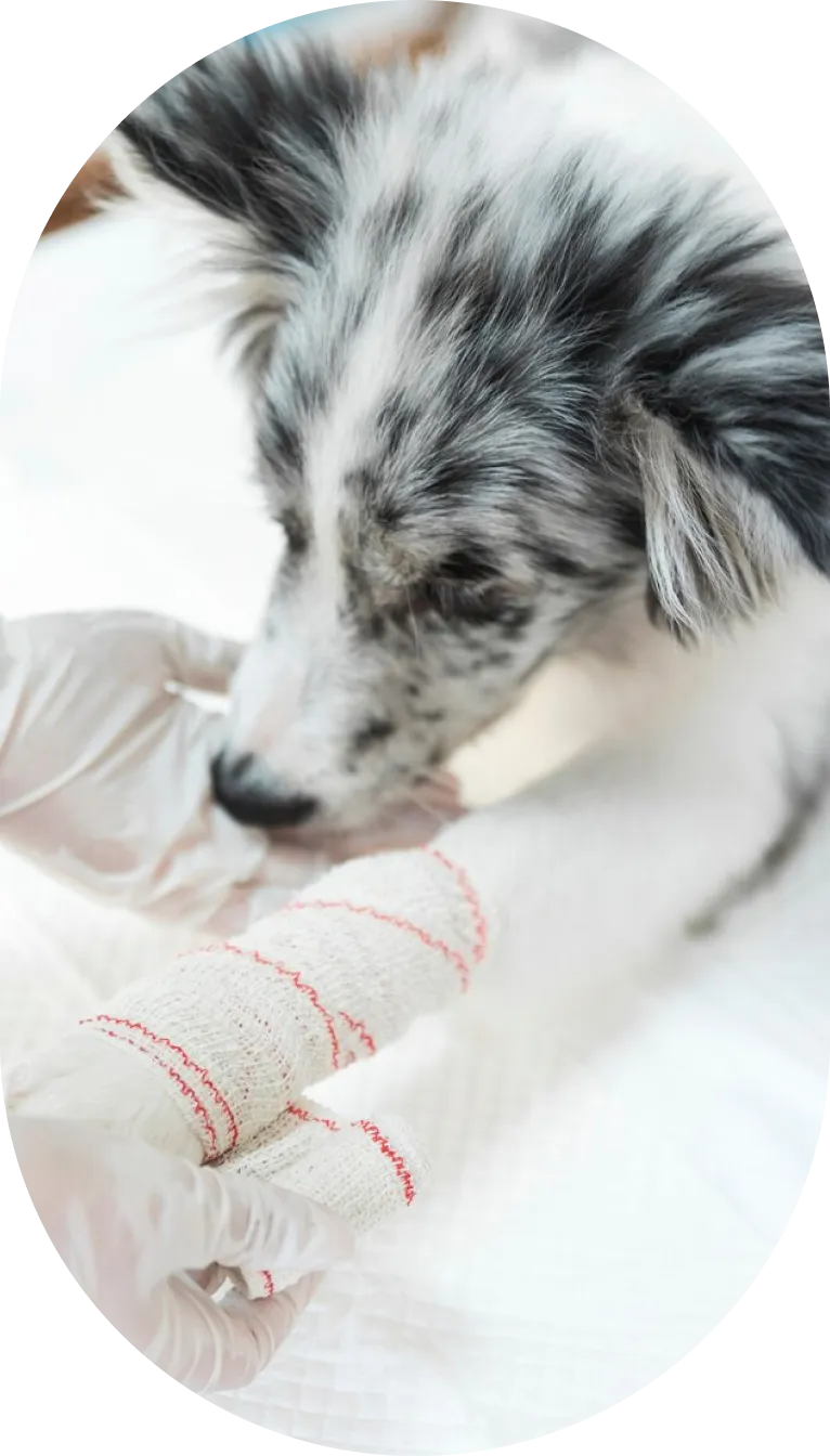 Greystanes Vet Clinic | Merrylands TPLO Surgery Services