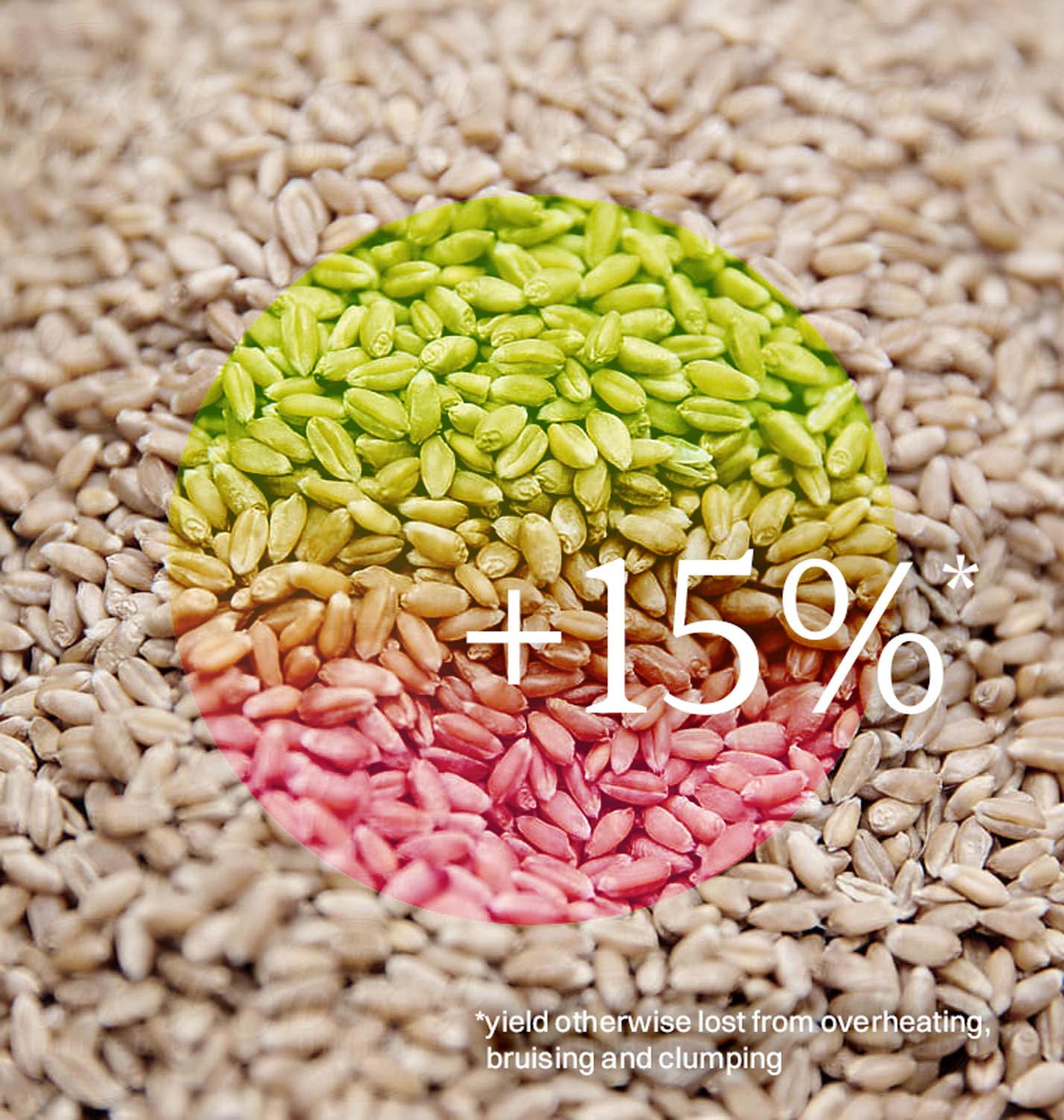 VensoGrow Seeds