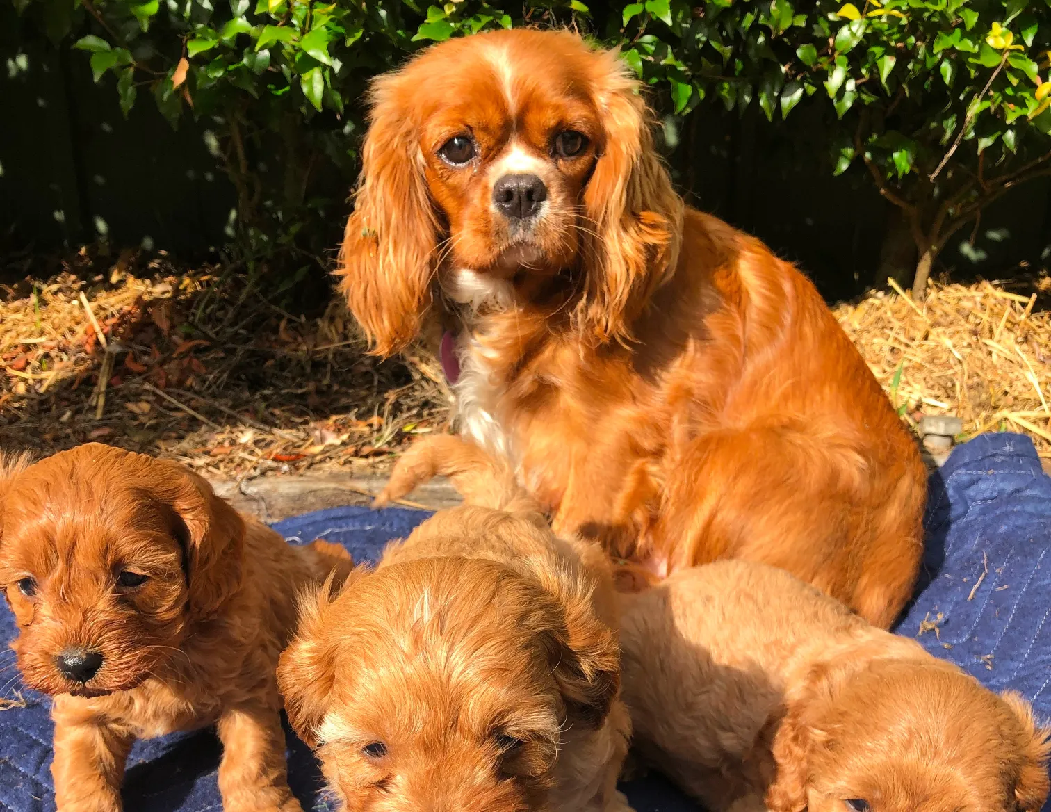 The Parents - Spring Pastures Puppies