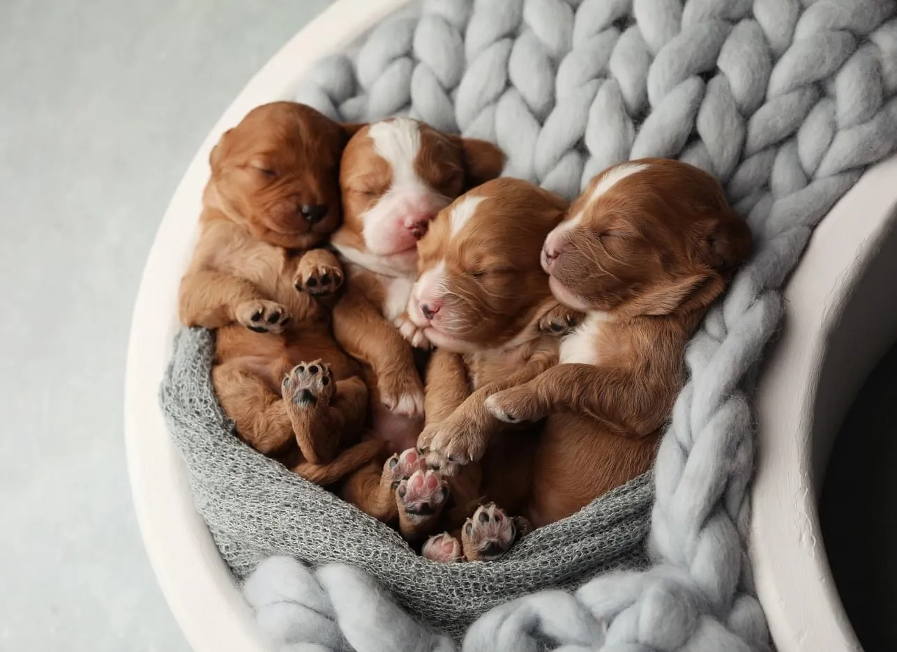 Spring Pastures Puppies Spoodle & Cavoodle Breeder