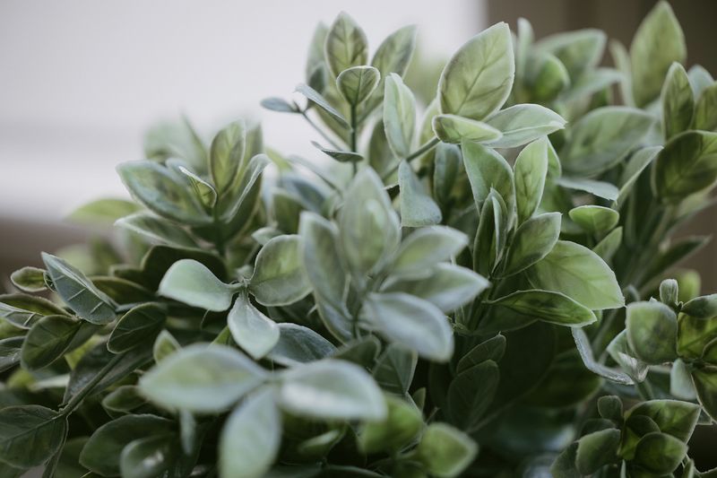 Dr. Christopher Gurries, Dr. Edmond Bedrossian | San Francisco